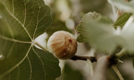 How Many Figs To Eat In A Day - KitchenToast